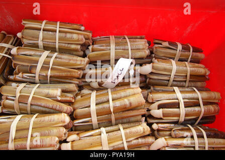 Freshly caught razor shells in a blue crate ready for transport on the ...