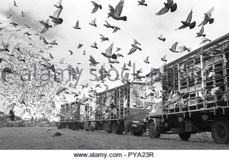 Pigeon racing Start of the race Release Opening the traps Transport ...