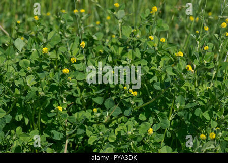 Black medic flowering Stock Photo - Alamy