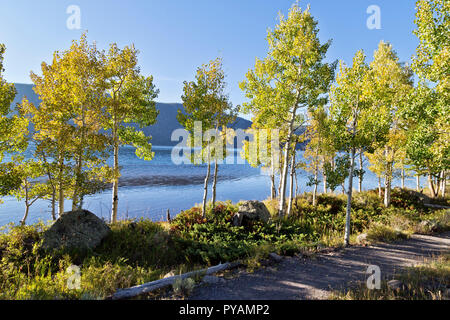 Quaking Aspens 'Pando Clone', also known as Trembling Giant, Clonal ...