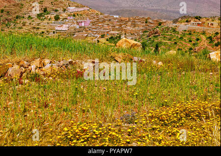 MOROCCO SOUS VALLEY ROADSIDE FLOWERS IN SPRINGTIME PINK MOSQUE AND ...