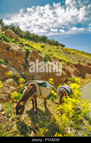 MOROCCO SOUS VALLEY ARGAN TREE ARGANIA SPINOSA YOUNG GOAT IN THE TREE ...
