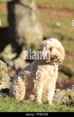 Beautiful apricot poodle sitting on a black background and yawning with ...