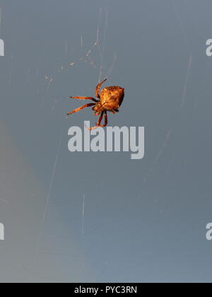 Spider floating on her web Stock Photo - Alamy