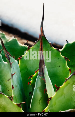 Unusual in forms and colors Green Citadel in historical downtown of ...