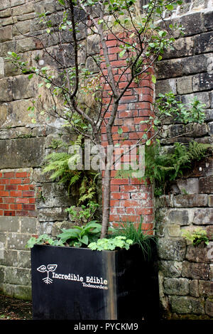 Examples of food beds as part of the Incredible Edible scheme in ...