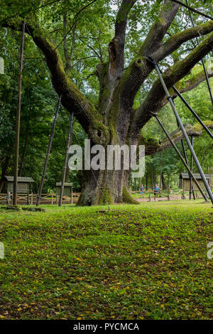 august 2018, zagnansk, poland: the oldest oak tree in poland called ...