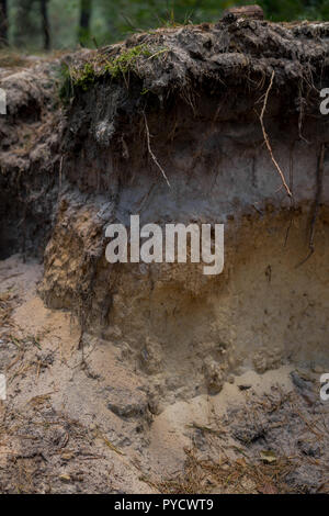 detail of a layers of podzol soil with visible borders Stock Photo - Alamy