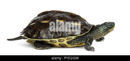 Chinese stripe-necked turtle (1 year old), Ocadia sinensis, on its back ...
