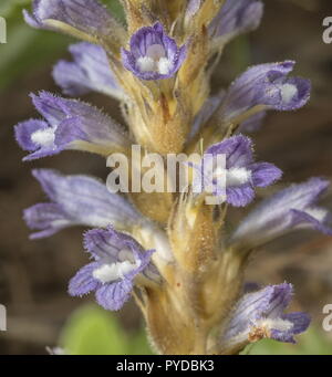 Branched broomrape or hemp broomrape (Orobanche ramosa) is a parasite ...