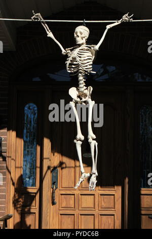 Spine skeleton hanging up in a doctors room Stock Photo - Alamy