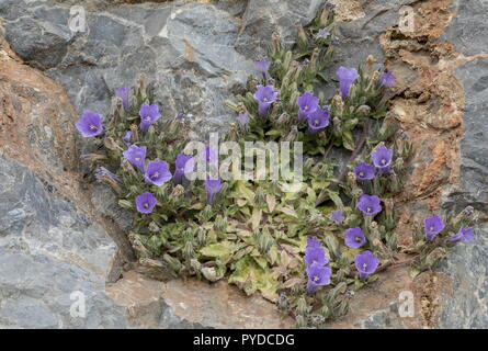 Large Rhodian Bellflower (Campanula hagielia Stock Photo - Alamy
