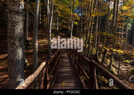 Wooden bridge crosses the forest illuminated by the autumn sun ...