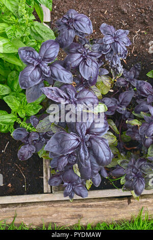 Close up of Italian sweet Basil in a herb garden Stock Photo - Alamy