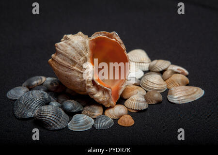 single seashell standing on small shells isolated on black background ...