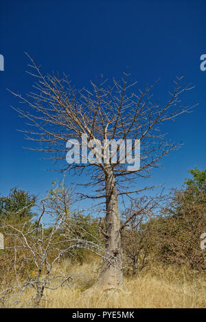 A huge deciduous beautiful tree with a small trees on the horizon Stock ...