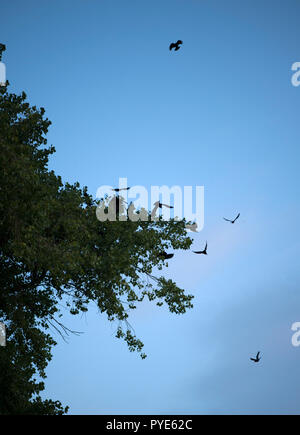 Birds, also known as Aves, are a group of endothermic vertebrates ...