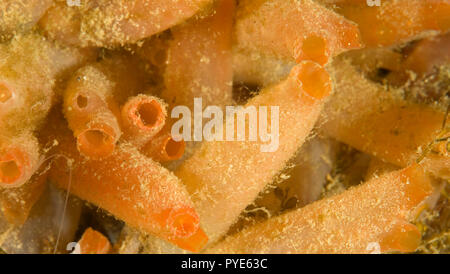Ascidiacea (commonly known as the ascidians or sea squirts) is a class ...