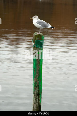 Birds, also known as Aves, are a group of endothermic vertebrates ...
