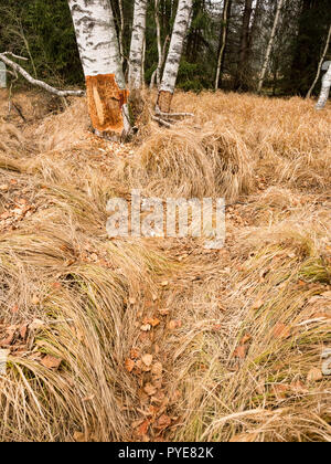 A beaver can chew down a small ann big tree. They will regularly cut ...