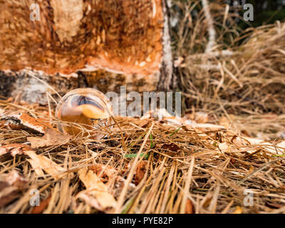 A beaver can chew down a small ann big tree. They will regularly cut ...