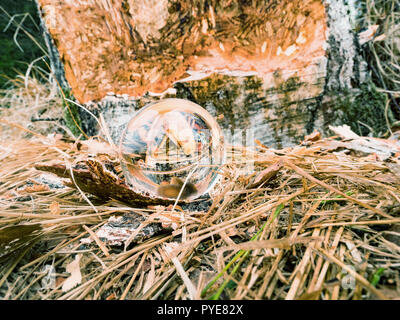 A beaver can chew down a small ann big tree. They will regularly cut ...