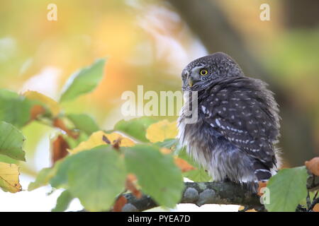 Eurasian pygmy owl-Swabian Jura,Swabian Alps,Baden-Württemberg, Germany ...