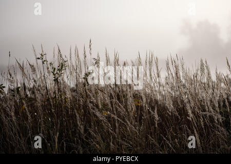 beautiful grass bents in autumn mist at countryside with shallow depth ...