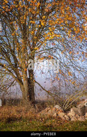 beautiful grass bents in autumn mist at countryside with shallow depth ...
