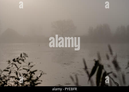 beautiful grass bents in autumn mist at countryside with shallow depth ...