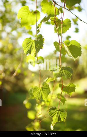 Branches of glossy green leaves Stock Photo - Alamy