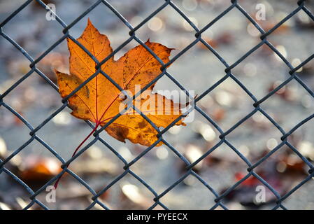 Fallen leave on fence Stock Photo - Alamy