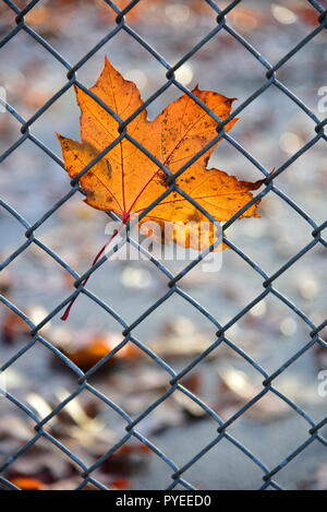 Fallen leave on fence Stock Photo - Alamy