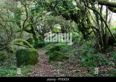Gwaun Valley Walk through moss covered boulder stones Pontfaen Woods ...