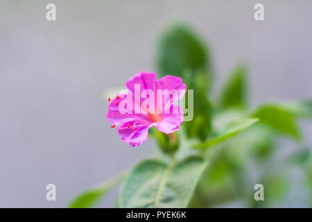 Mirabilis flower, pink color, selective focus Stock Photo - Alamy