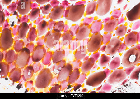 A close up/macro photograph of chromatophores in the skin of a Loligo ...