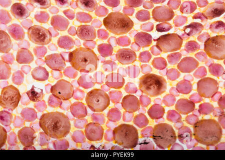 A close up/macro photograph of chromatophores in the skin of a Loligo ...