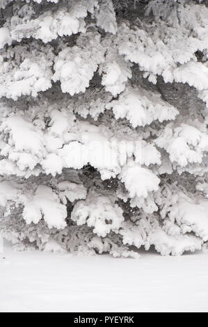 Winter Spruce Tree Branch Stock Photo - Alamy