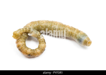 A marine leech, Pontobdella muricata, that was found attached to an ...