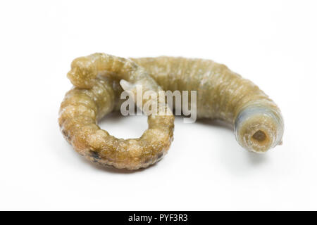 A undulate ray, Raja undulata, caught from Chesil beach in Dorset ...