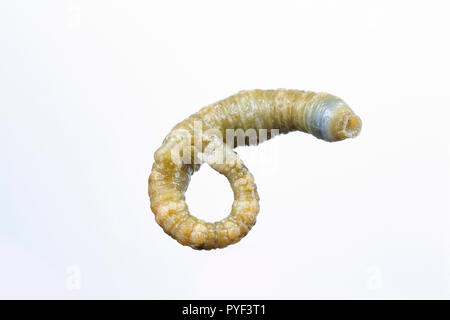 A marine leech, Pontobdella muricata, that was found attached to an ...