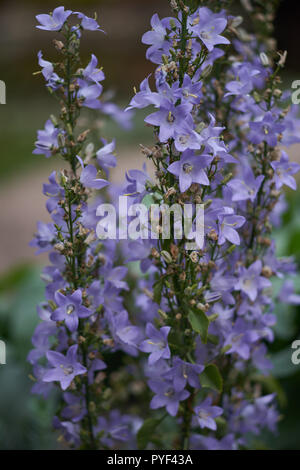 Campanula pyramidalis, Chimney bellflower Stock Photo - Alamy
