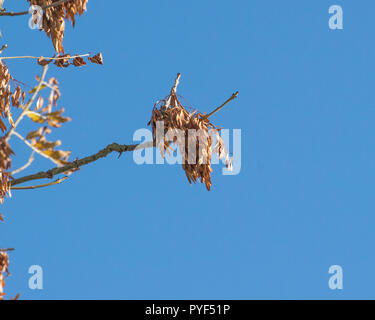 Dry seeds of the ash tree Stock Photo - Alamy