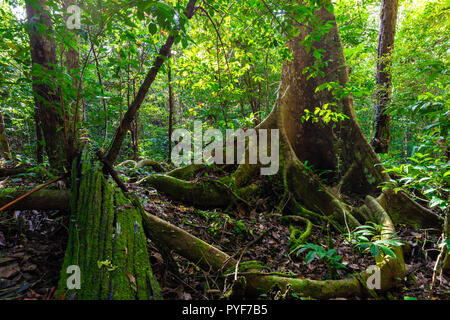 Lush undergrowth jungle vegetation in a virgin rainforest of the Aru ...