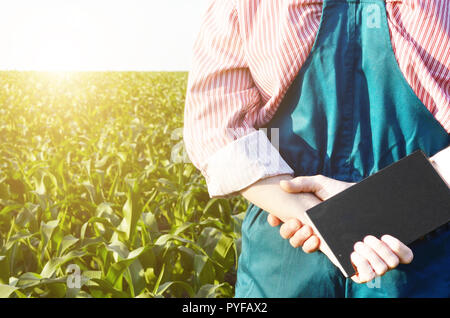 Farmer with tablet computer inspecting corn field Stock Photo - Alamy