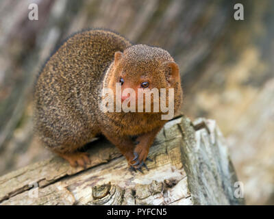 Common Dwarf Mongoose (Helogale parvula) at dawn, Limpopo, Kruger ...