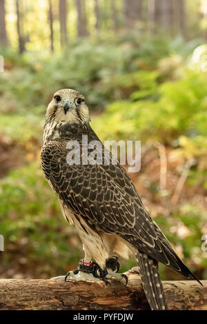 A portrait of a Gyr Peregrine Falcon hybrid Stock Photo - Alamy