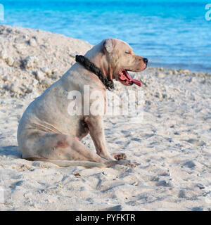 in polynesia beach a dog resting near the ocean Stock Photo - Alamy