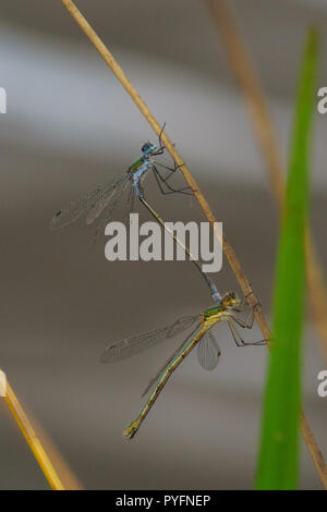 Emerald Damselfly (Lestes sponsa) tandem pair, western Europe Stock ...
