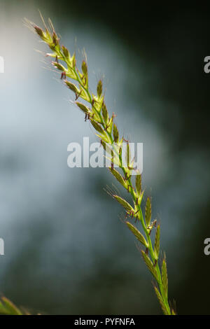 ITALIAN RYE-GRASS Lolium multiflorum (Poaceae Stock Photo - Alamy